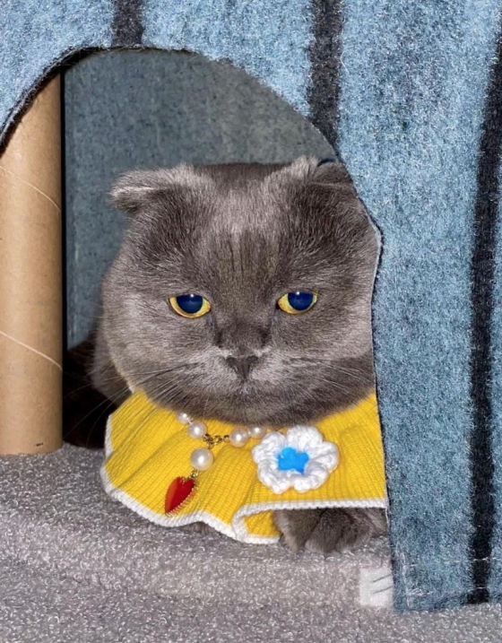 지드래곤 "아이조아" 푹 빠져버린 고양이 정체는? '귀엽네' - 스타뉴스